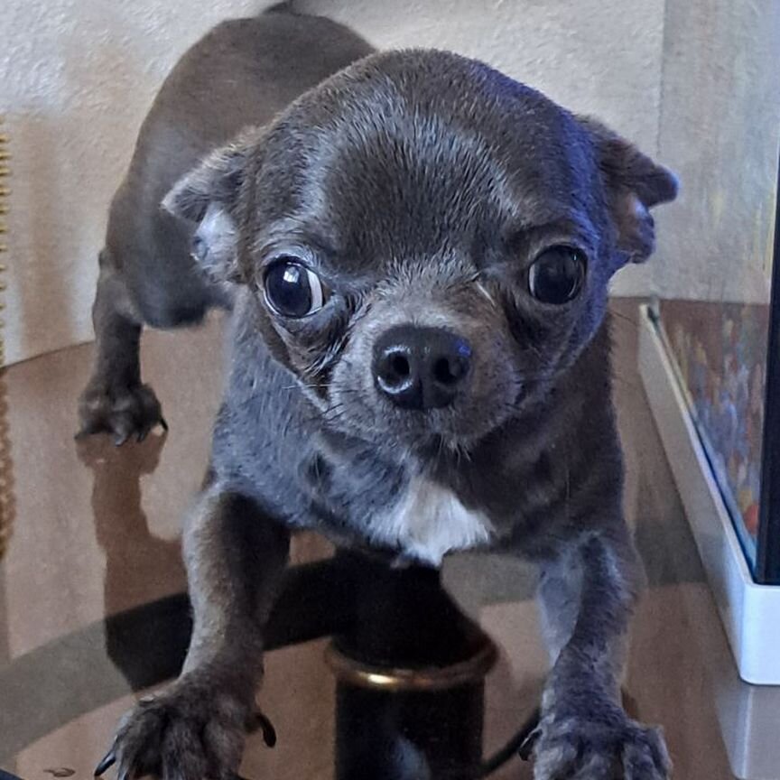 Чихуахуа, взрослый пёс