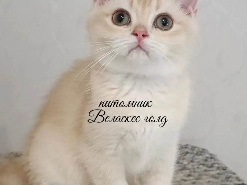 Су 12, британская лиловая девочка