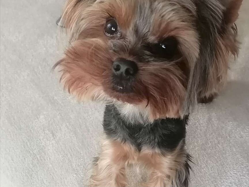 Йоркширский терьер. Вязка