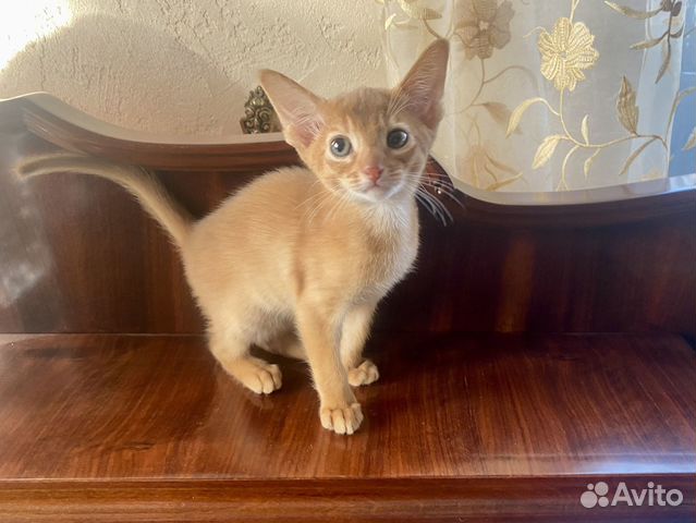 Абиссинская соррель Барбра :)