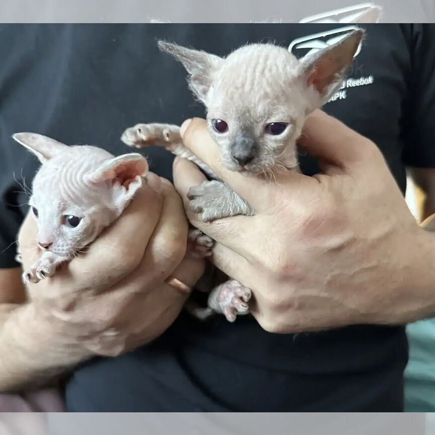 Донской сфинкс котёнок
