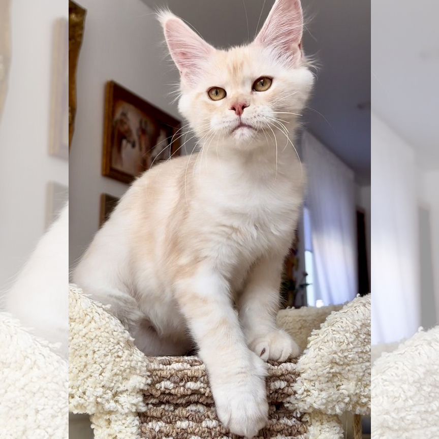 Мейн-кун котёнок