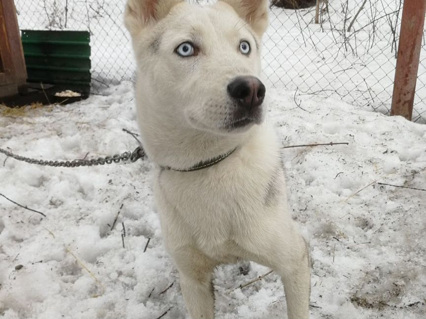 Собака в добрые руки