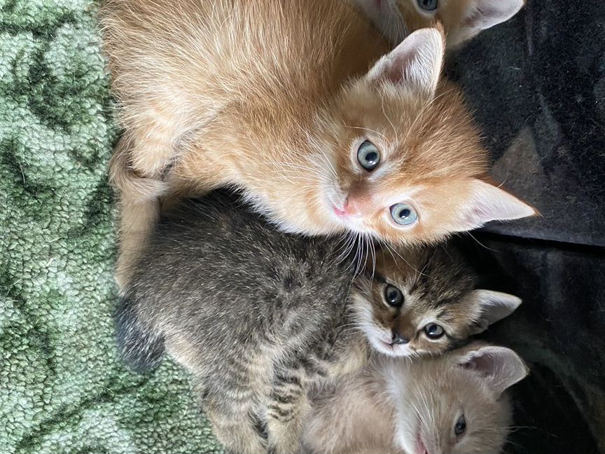 Котята в добрые руки