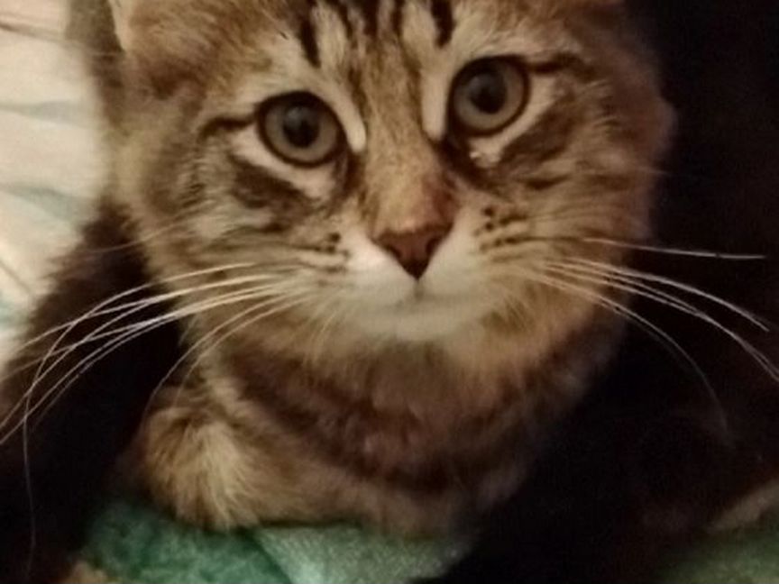 Котенок Рыська