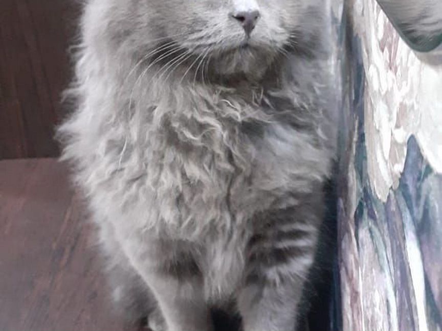 Котёнок Шопен