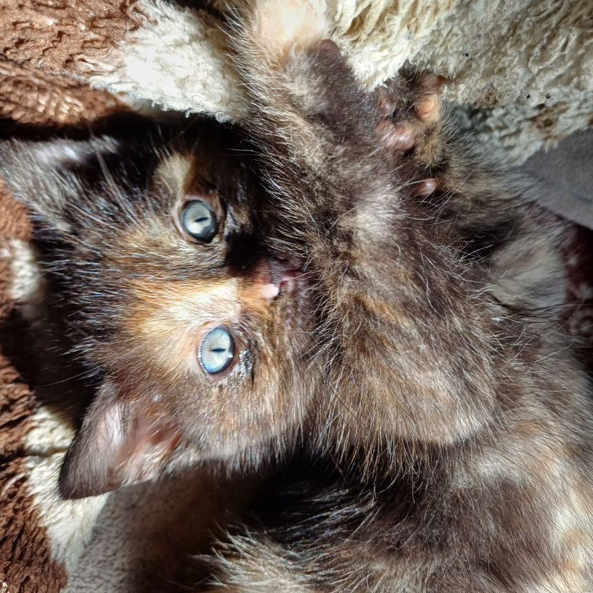 Котенок девочка