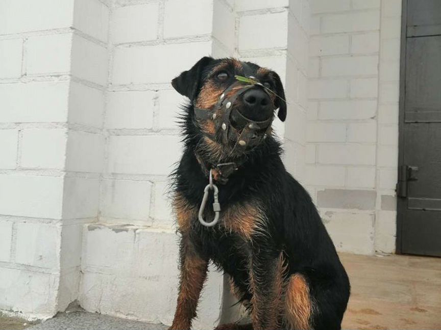 Ягдтерьер рабочий (вязка)