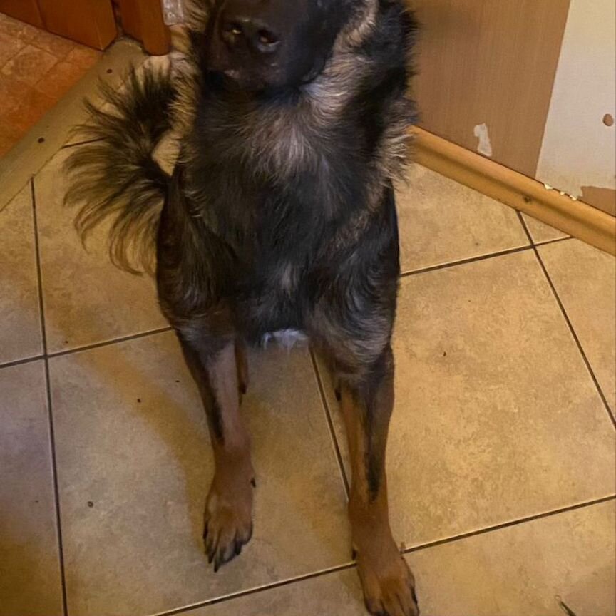 Собака в добрые руки отдам бесплатно