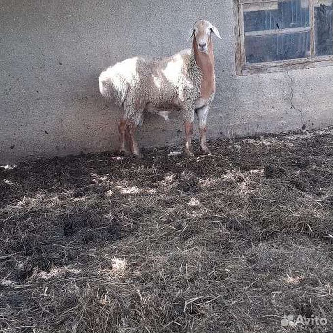 Гисарский баран