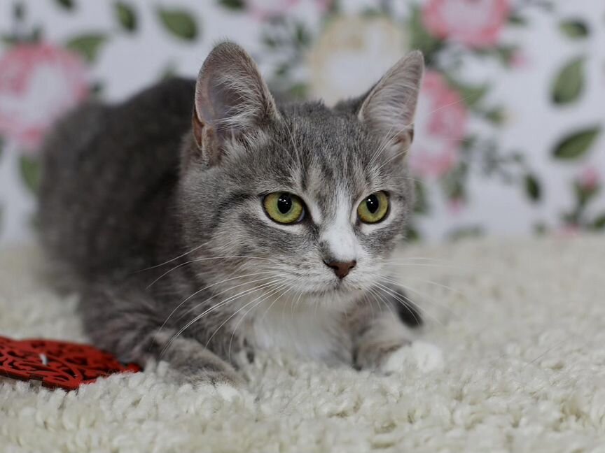 Котята 5-6 мес ищут родителей