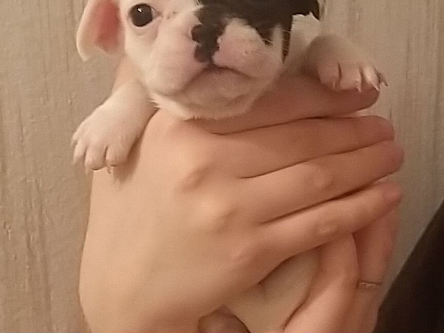 Французские бульдожки щеночки