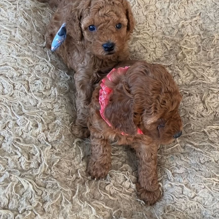 Той-пудель, щенок