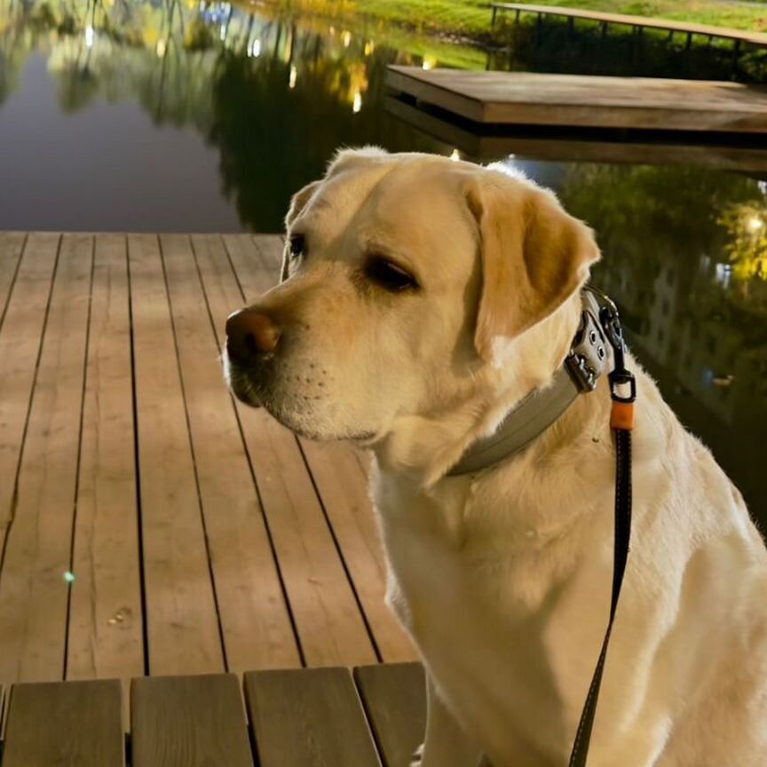 Лабрадор-ретривер, взрослый пёс