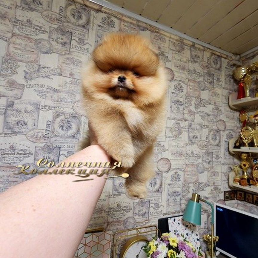 Шикарный шпицуля померанец в медвежьем типе