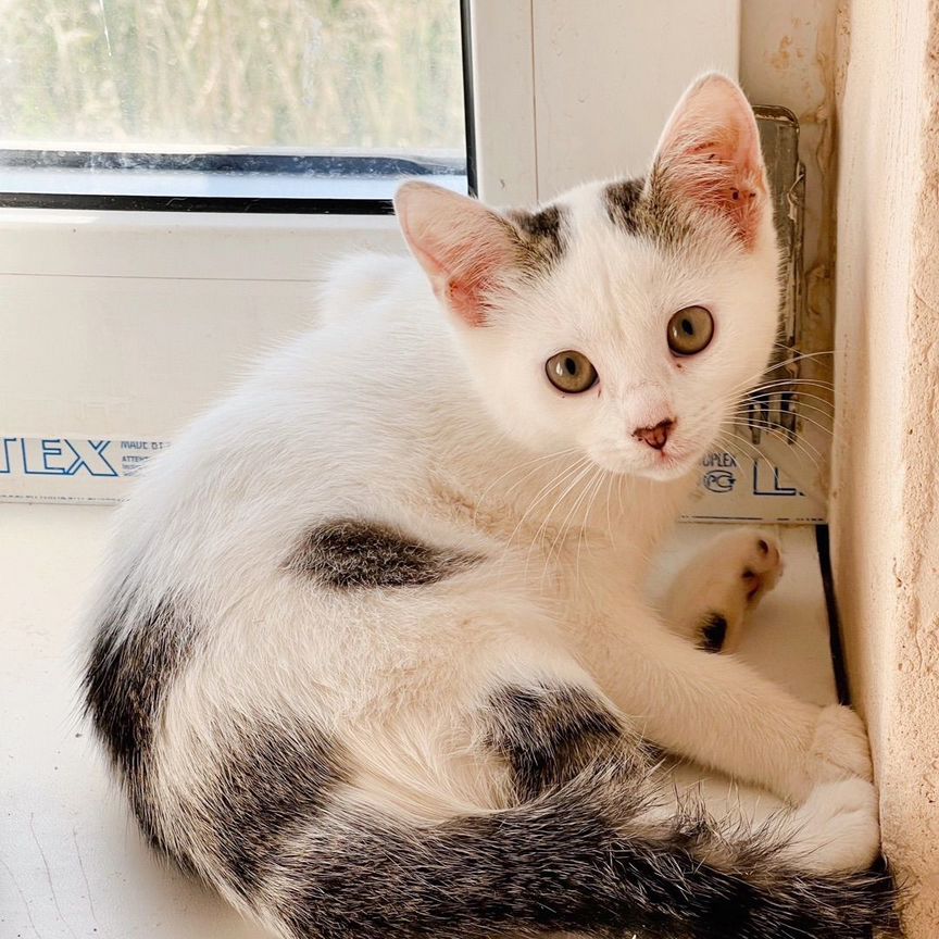 Котенок девочка