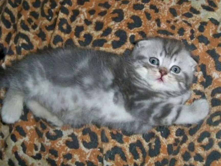 Вислоухие Мишки) окрас Табби