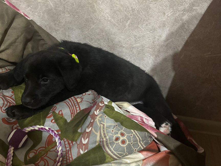 Собака в добрые руки щенок