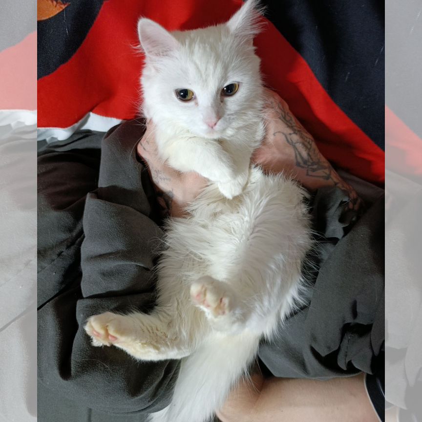 Взрослая, кошка в добрые руки