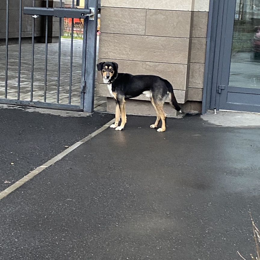 Кобель в добрые руки