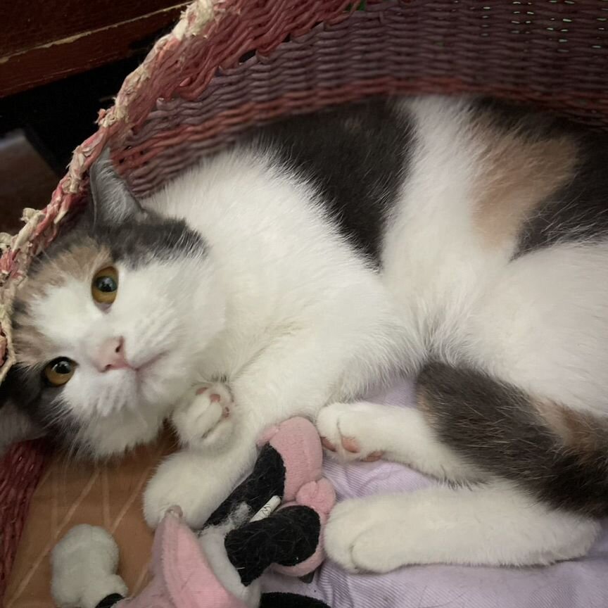 Саманта ищет дом