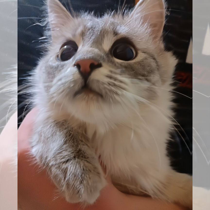 Невский маскарадный котёнок