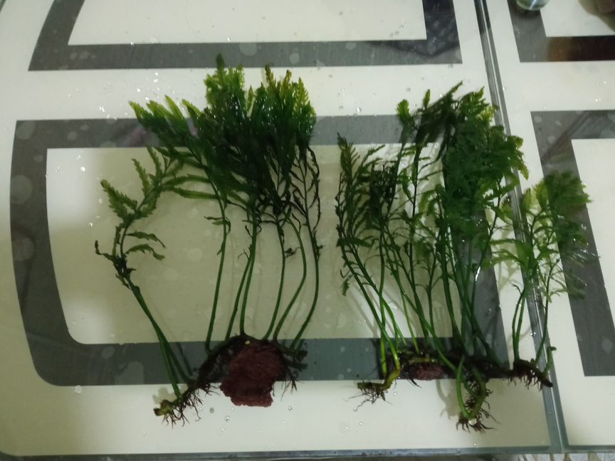 Растение аквариумное