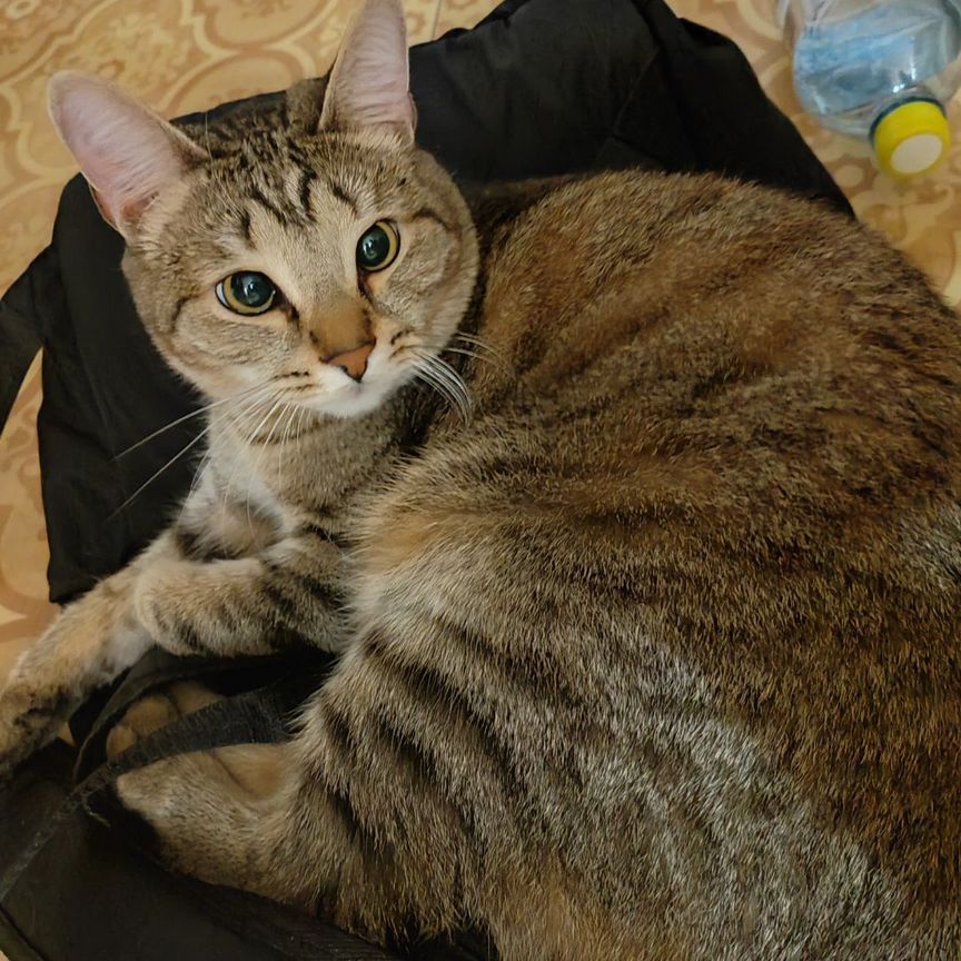 Отдам кота в добрые руки