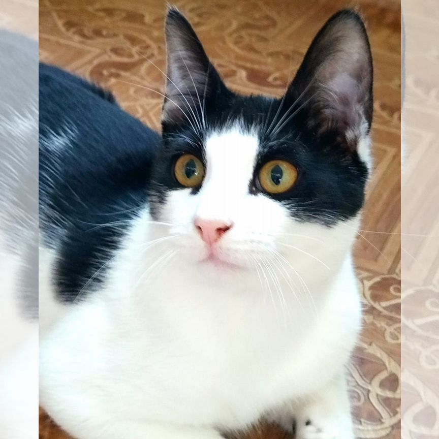 Котёнок Ластик