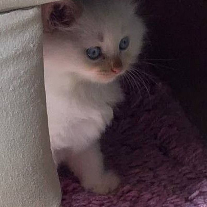 Котёнок от частного владельца