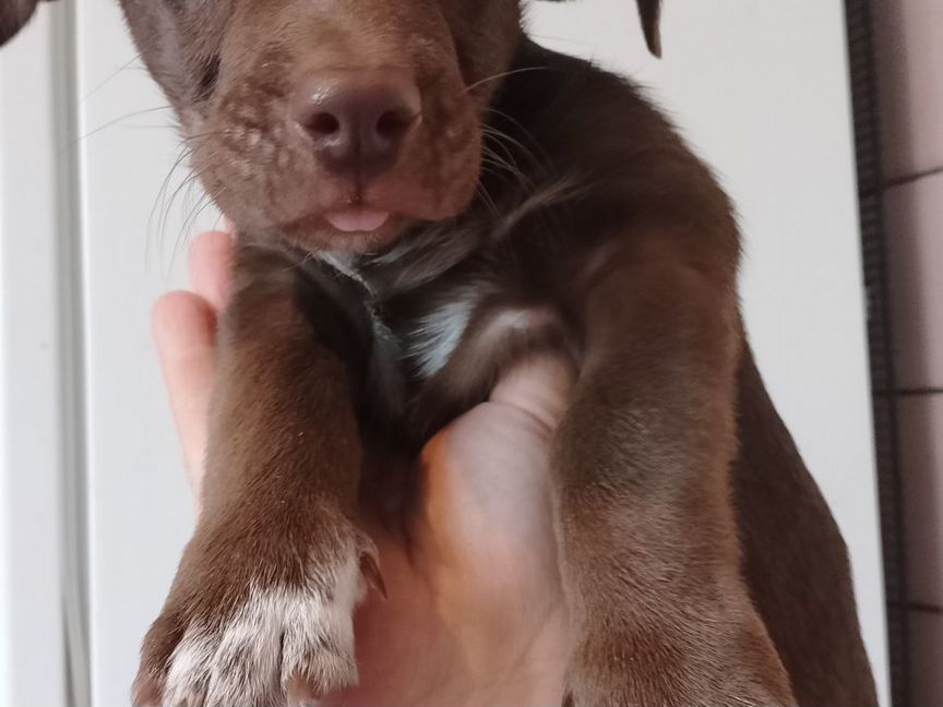 Щенки (помесь с кане-корсо)