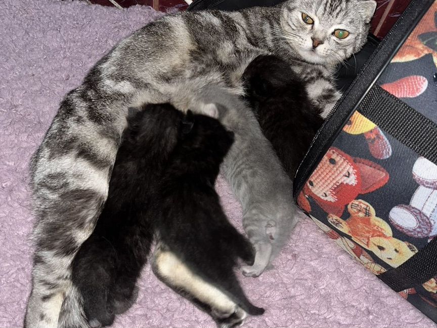 Котята