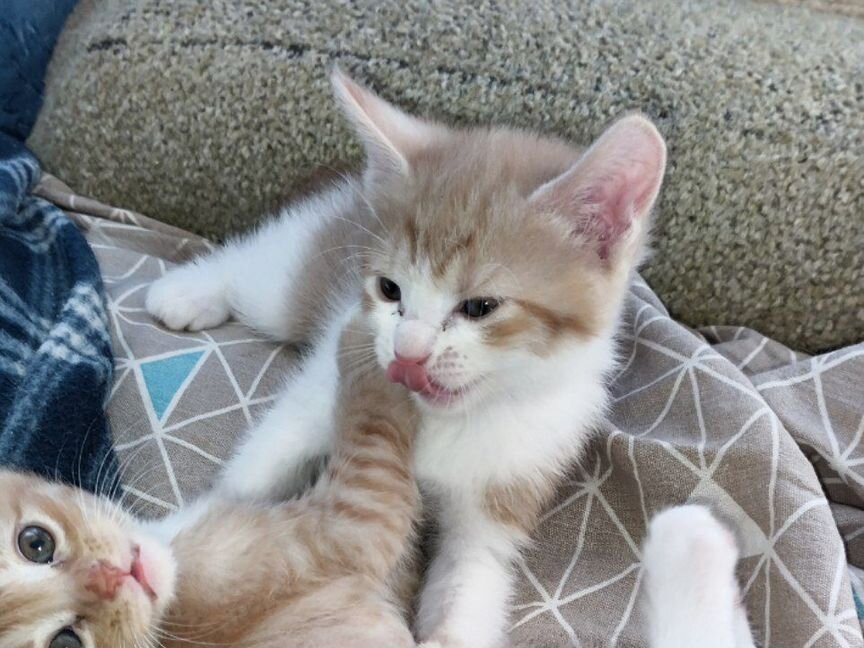 Котёнок от сфинкса