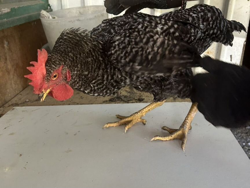 Петух доминант