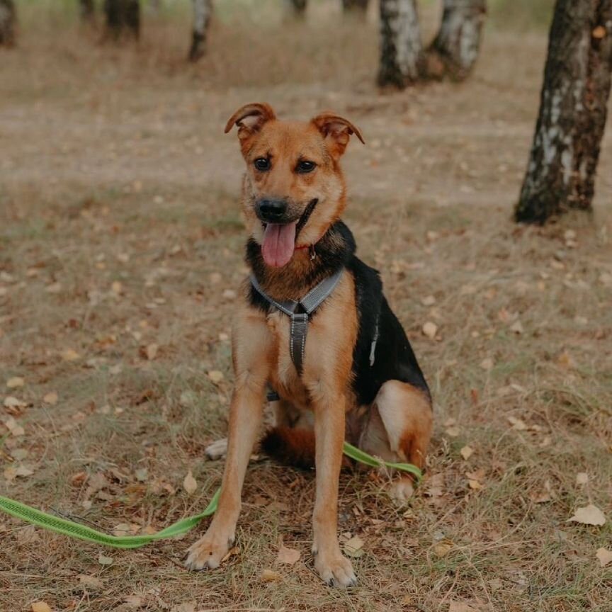 Рыжая добрая собака Кира из приюта в дар