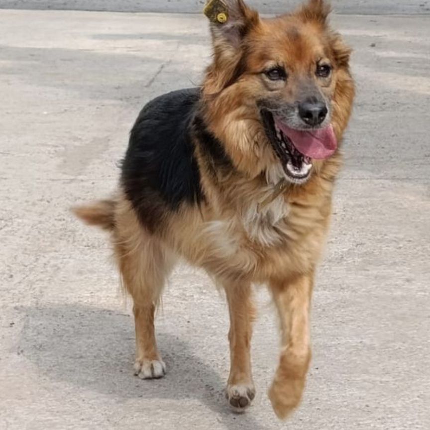 Трехлапый добрый пёс