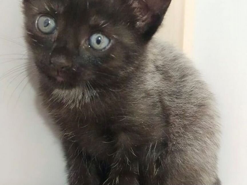 Необычный котёнок в добрые руки