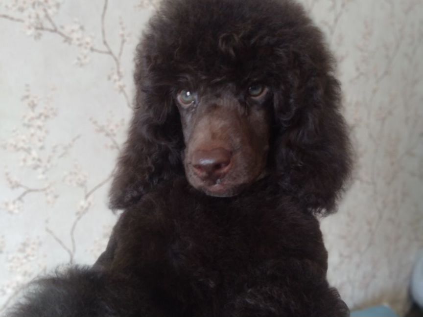 Щенки среднего пуделя