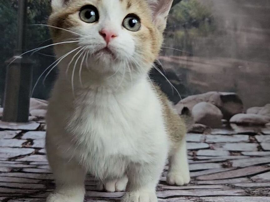 Манчкин скоттиш килт