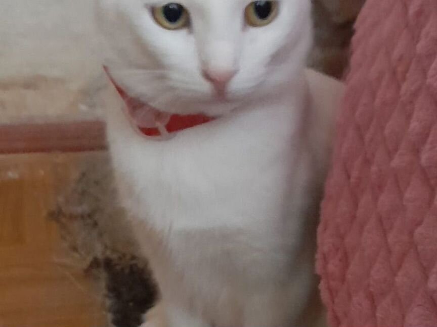 Снежанна ищет дом