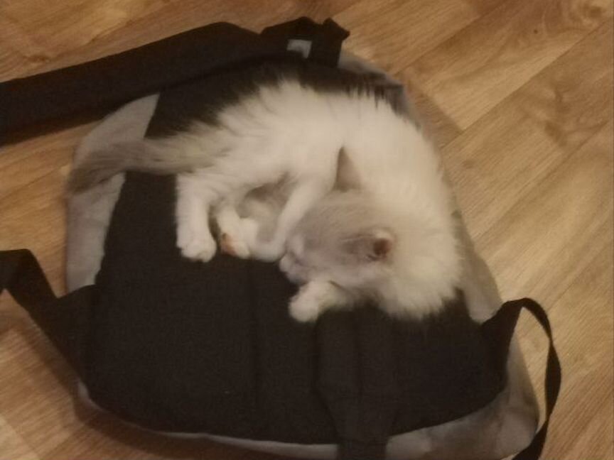 Переноска для кошек