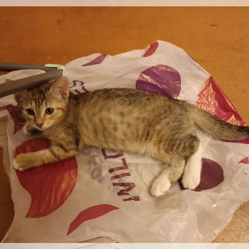 Котенок
