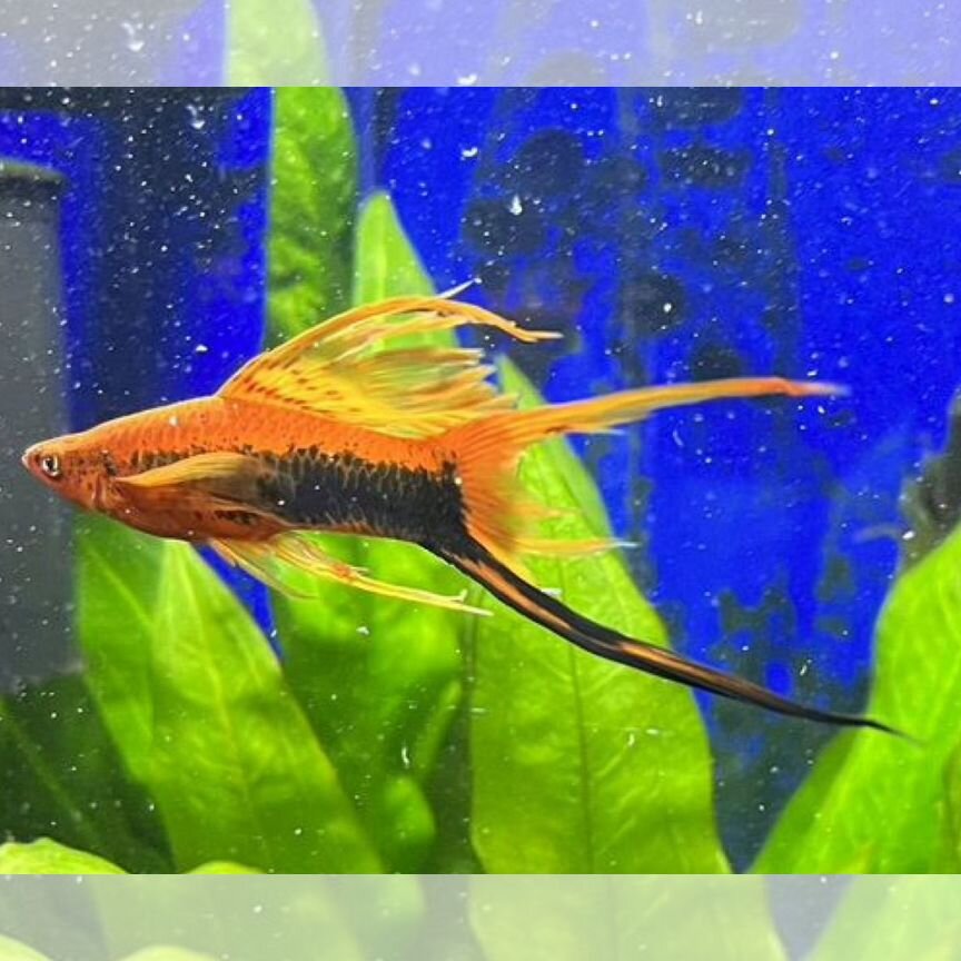 Меченосцы вильчатые