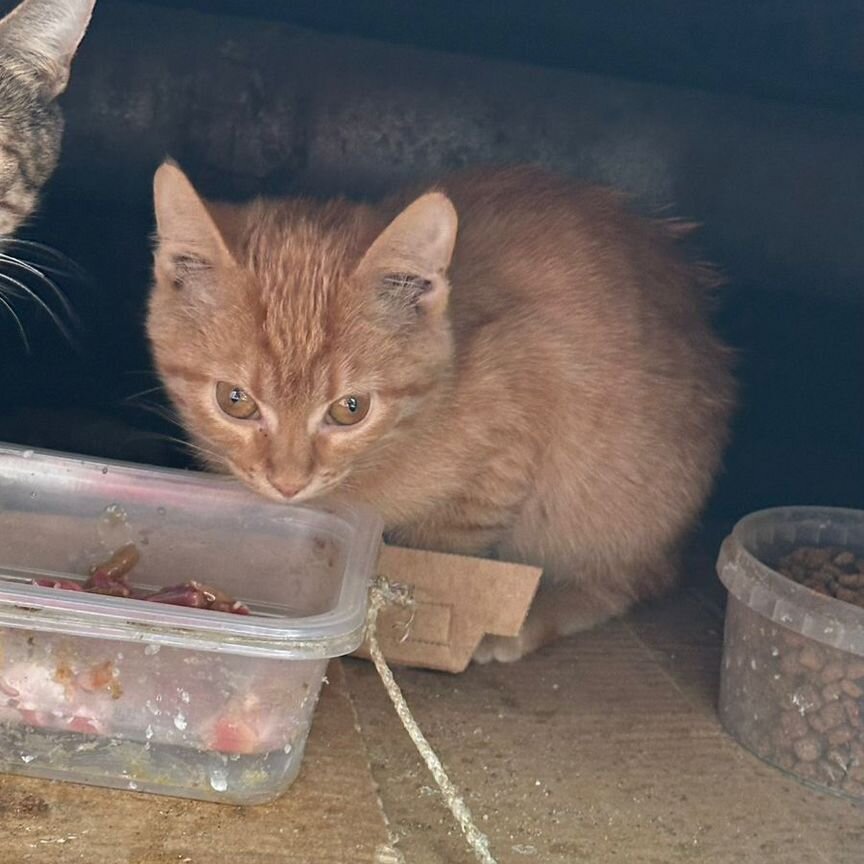 Маленький рыжий котенок на улице