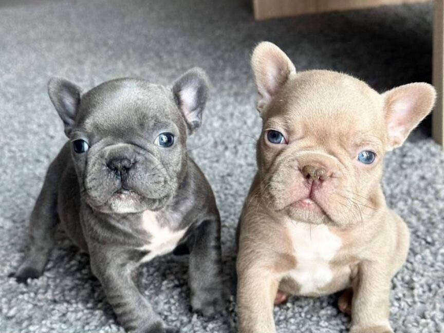Щеночки Французского бульдога