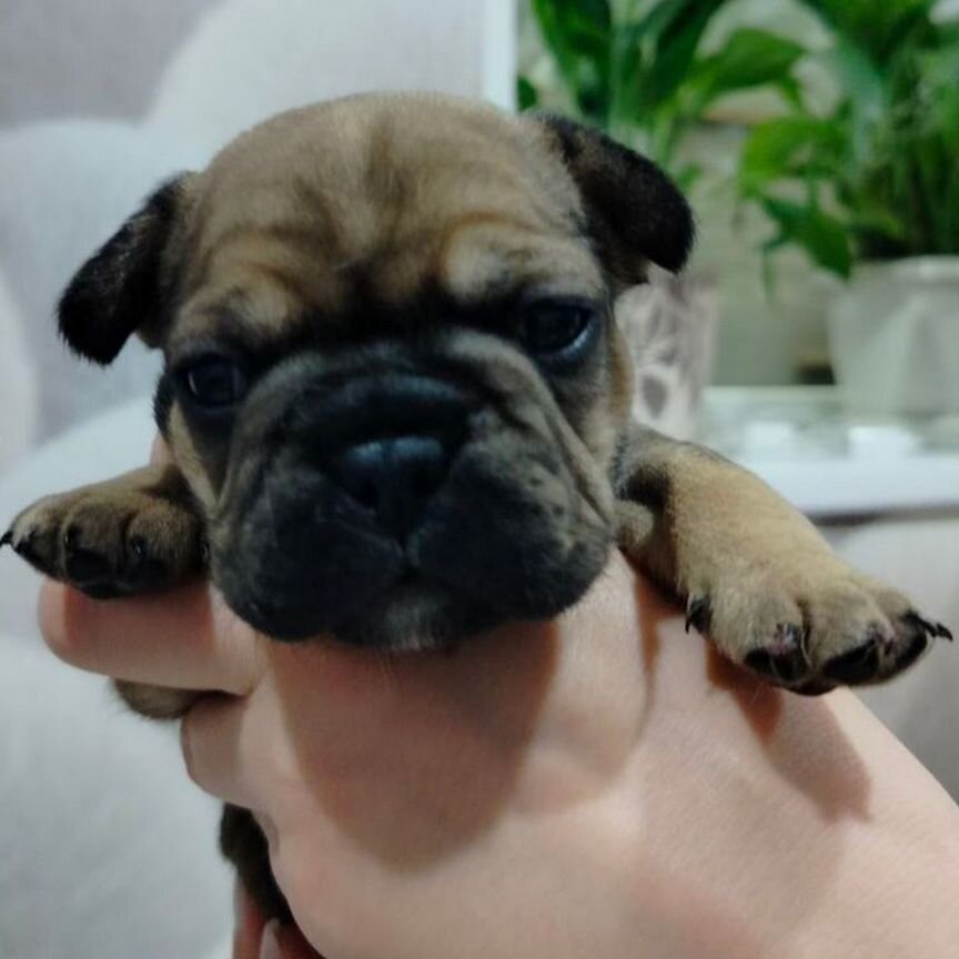 Французский бульдог, щенок