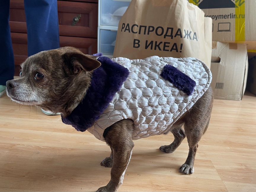 Одежда для собак, пальто