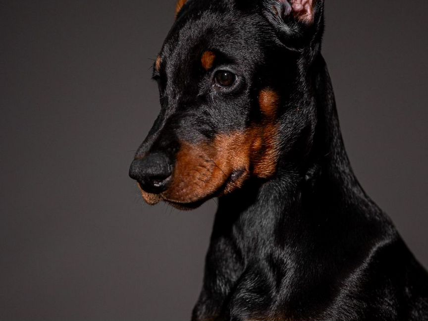 Щенки добермана с документами