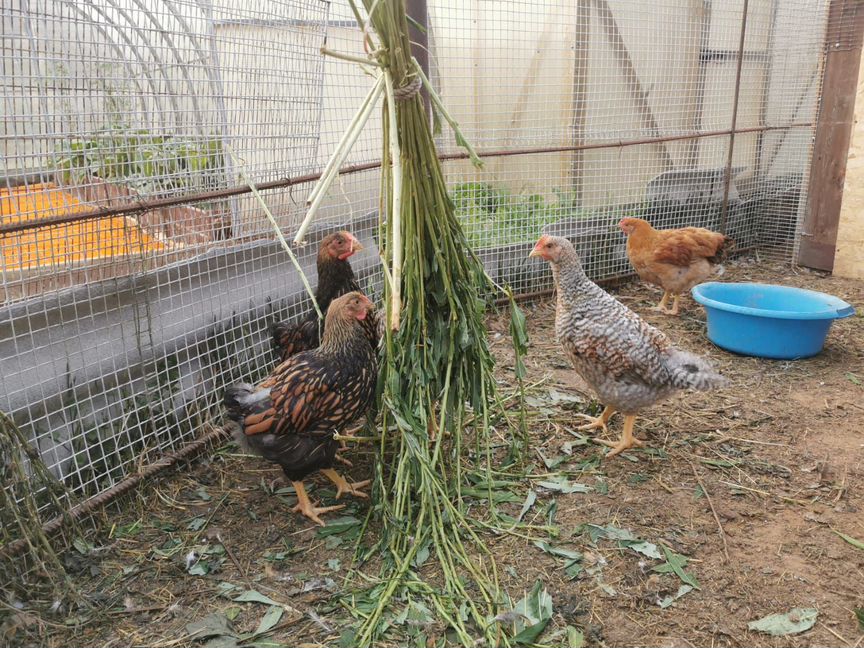 Продам излишки куриных яиц