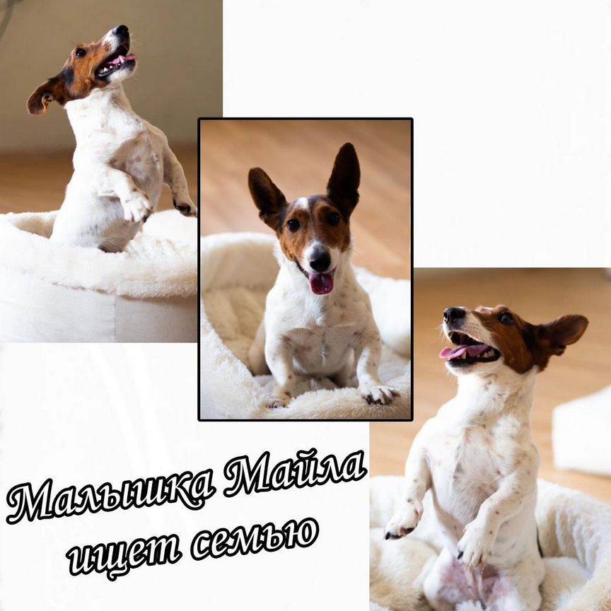Майла ищет семью